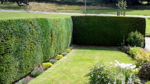 Hedge Cutting Exmouth - Devon Arborists