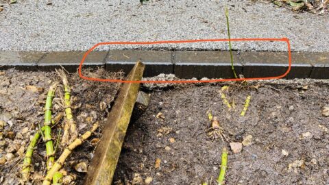 Can Bamboo Damage Tarmac - Devon Arborists